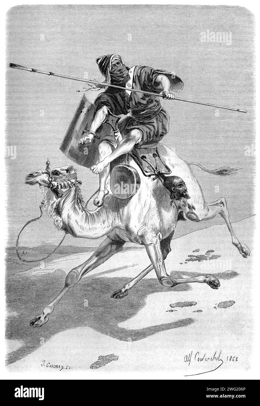 Camel algeria Cut Out Stock Images & Pictures - Alamy