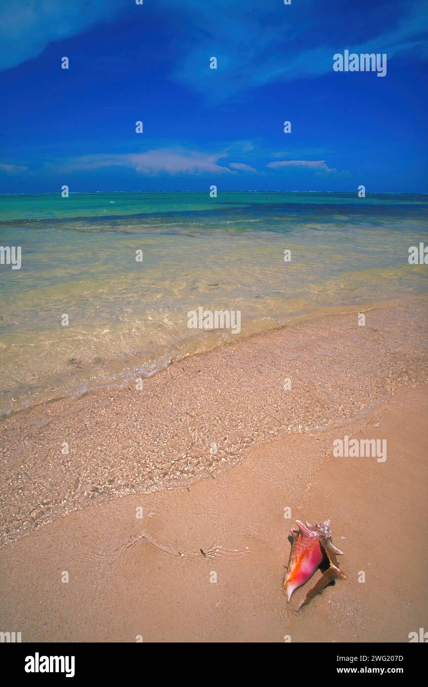 A queen conch shell, Lobatus gigas, on a Caribbean beach, Caye Caulker ...