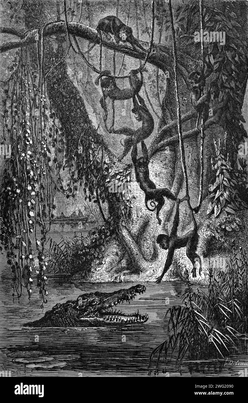 Monkeys Taunting or Teasing Crocodile in Chanthaburi River, aka ...