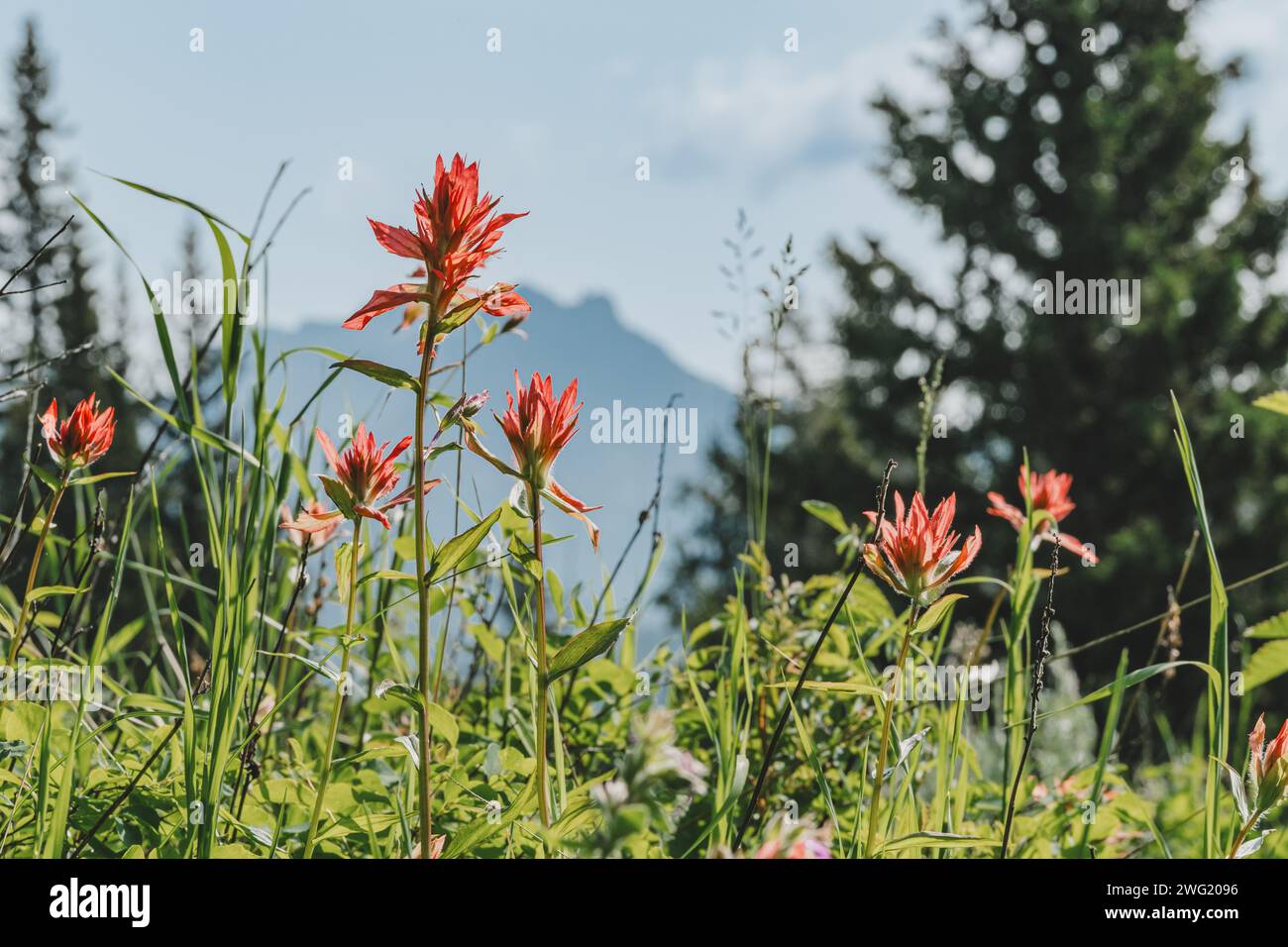 The Wyoming Indian paintbrush flower, growing along the Trout Lake ...