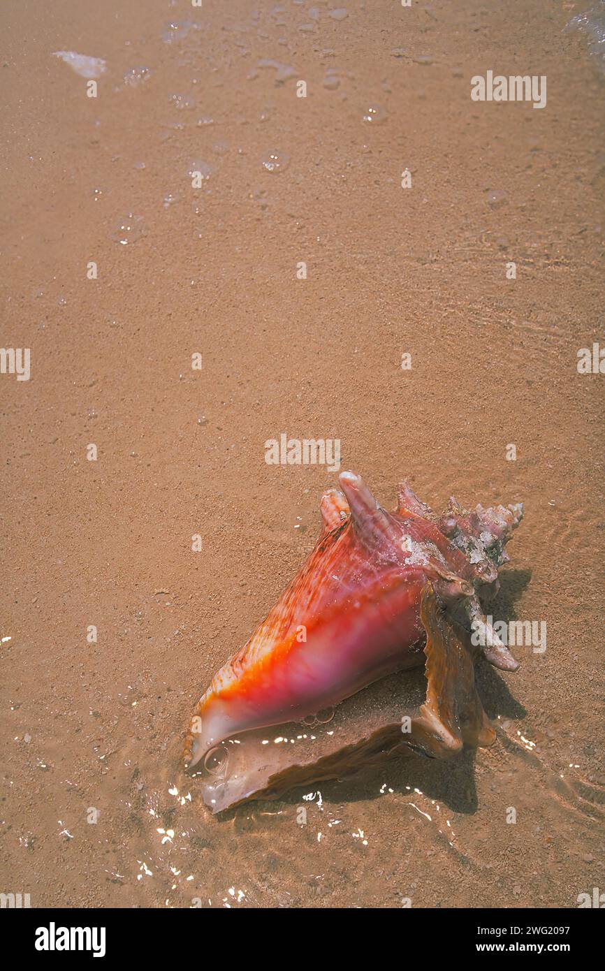 Queen conch shell lobatus gigas beach hi-res stock photography and ...