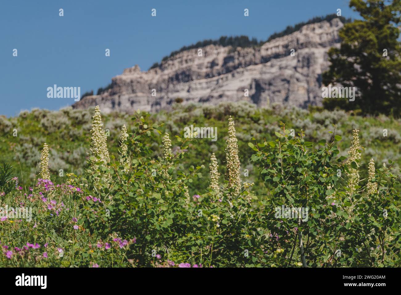 Alpine flowers growing on the slopes near Trout Lake and Mount Horniday ...