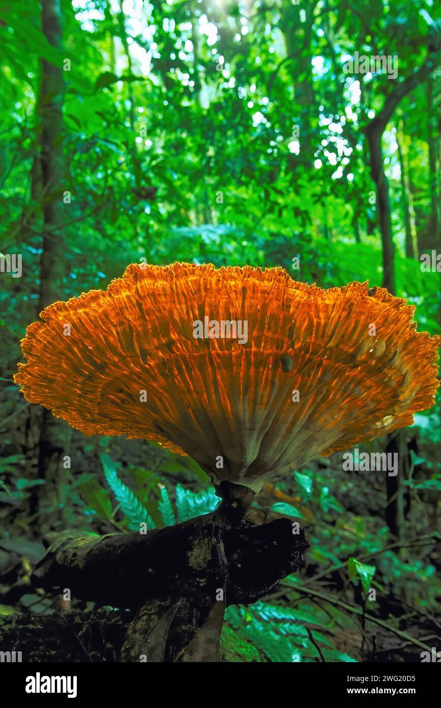 Mossman gorge indigenous hi-res stock photography and images - Alamy