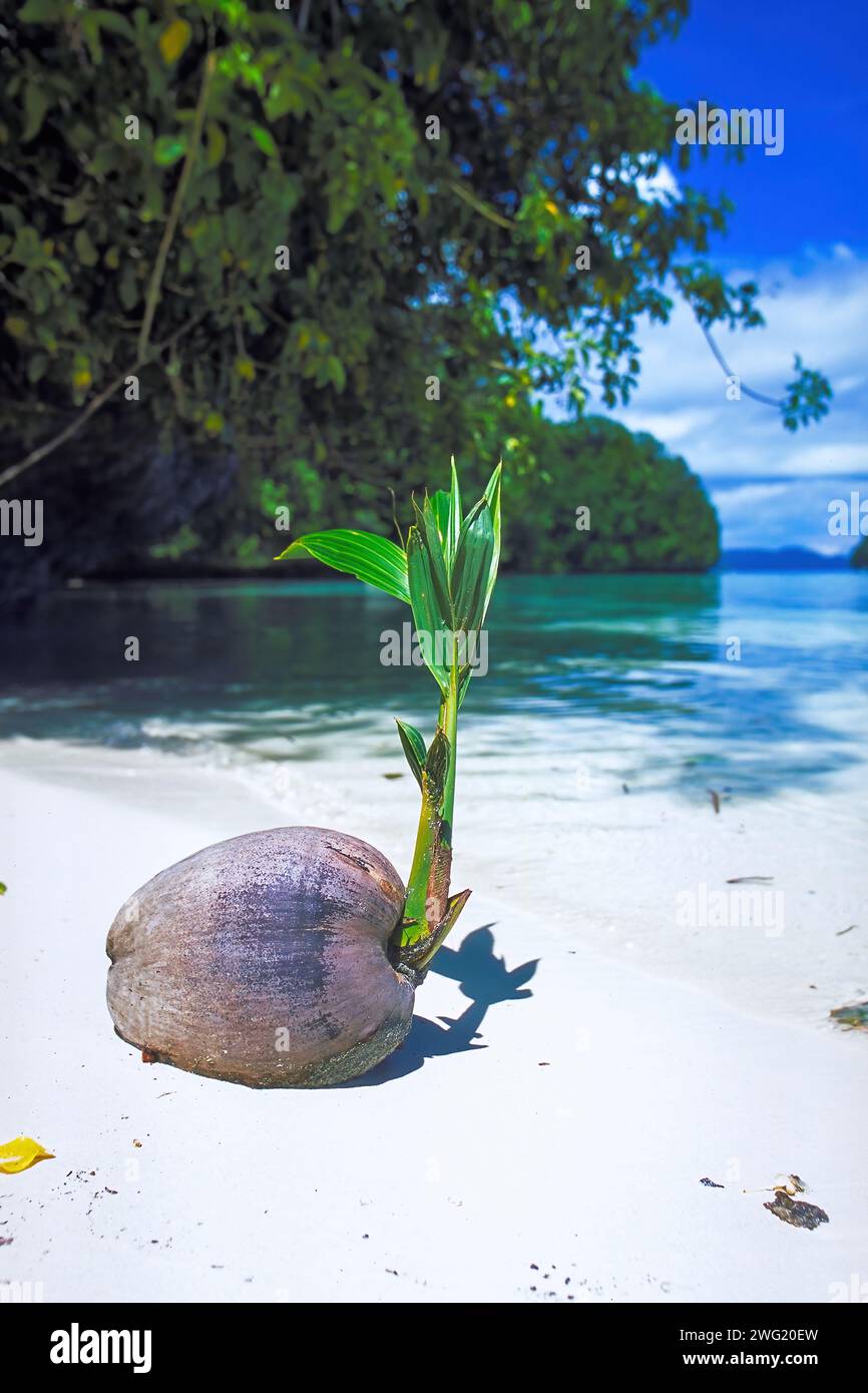 Sprouting coconut ( Cocos nucifera ) on a tropical island beach, Rock ...