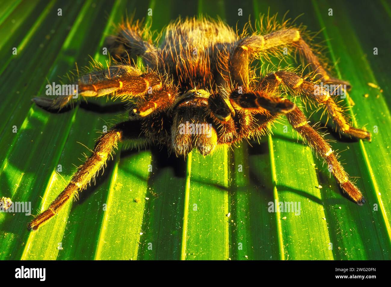 Tarantula spider in threat posture on a palm frond, Amazon Rainforest ...