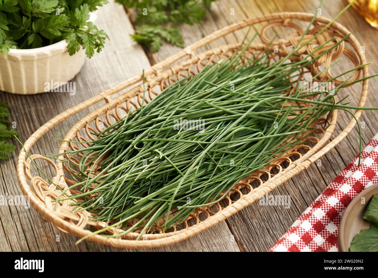 Wild edible plants harvested in winter - crow garlic in a basket and ...