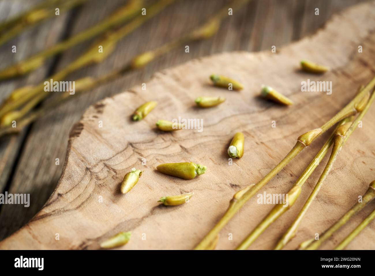 Young willow buds and branches with bark harvested in late winter ...
