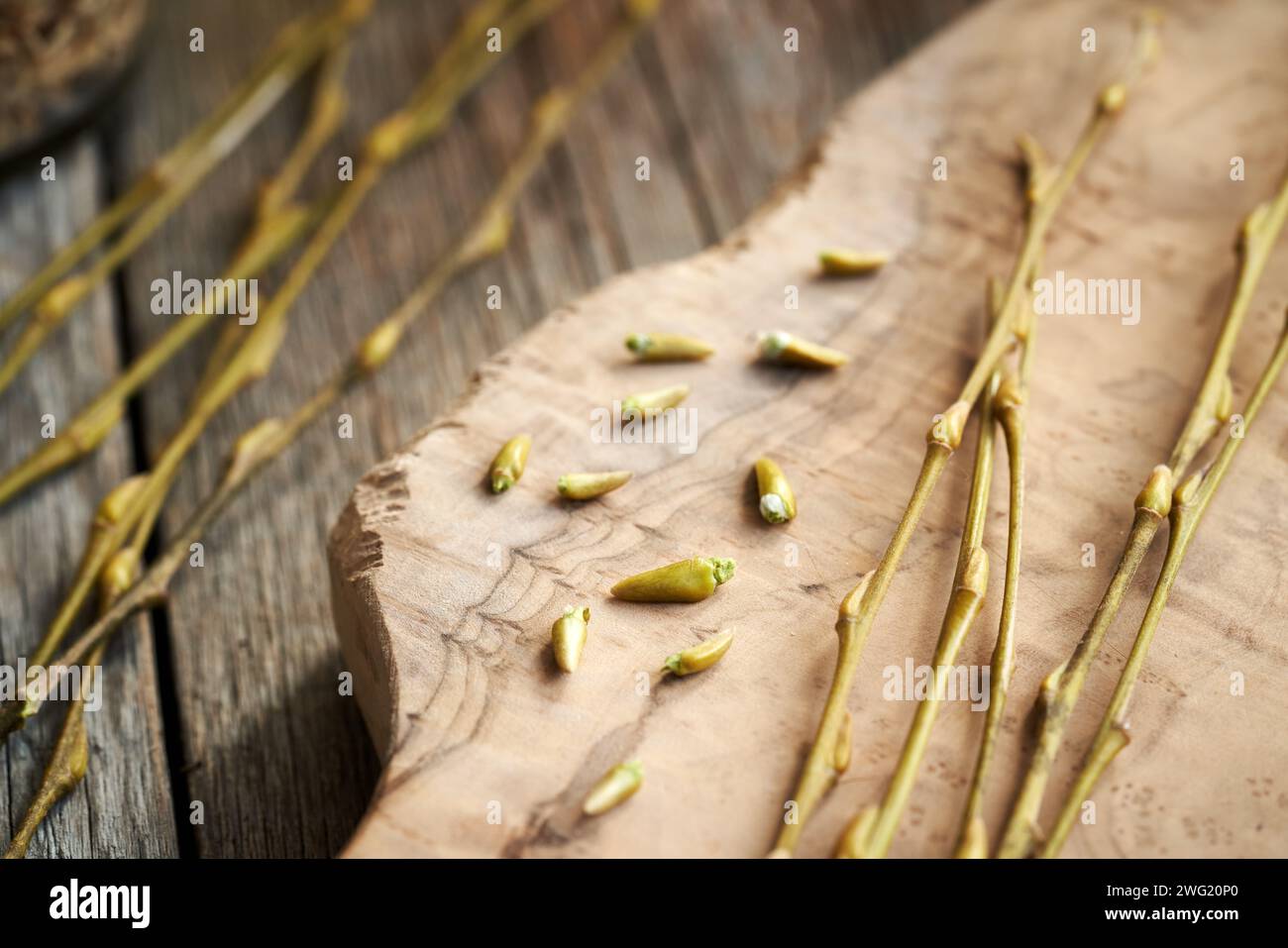 Youngbranches hi-res stock photography and images - Alamy