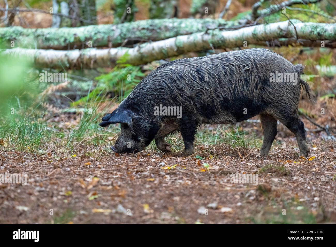 Free-range pig. Mangalitsa pig in the woods eating acorns at Arne RSPB ...
