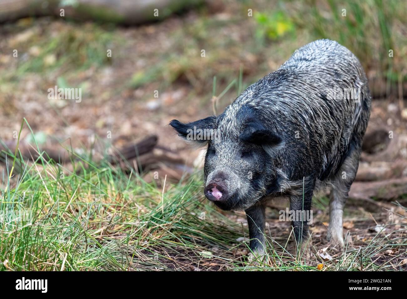 Arne nature reserve r s p b dorset england uk hi-res stock photography ...