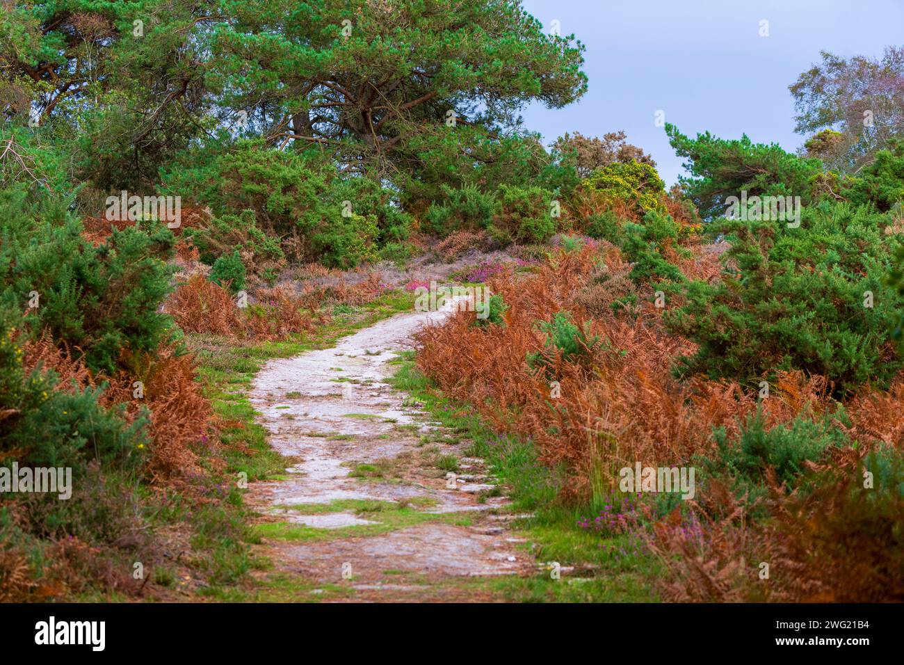 Footpath through Arne Nature Reserve R.S.P.B during autumn, Dorset ...