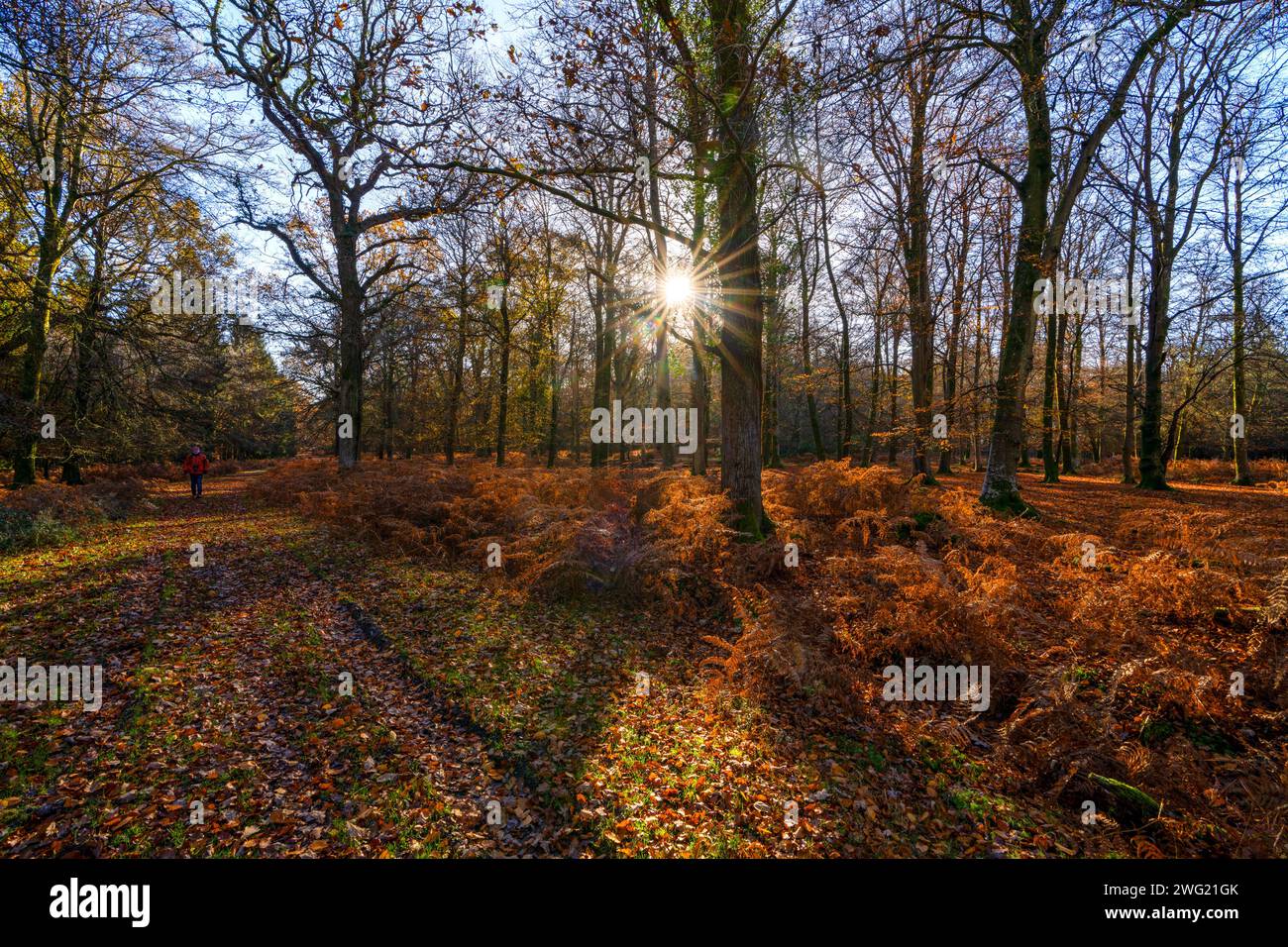 A man walking through the New Forest National Park during autumn ...