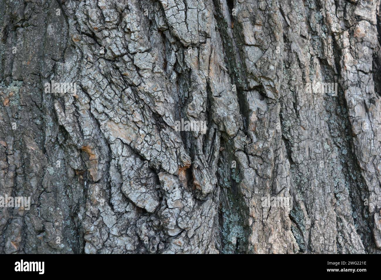 Wooden bark of old tree, wooden and deep background and splash Stock ...