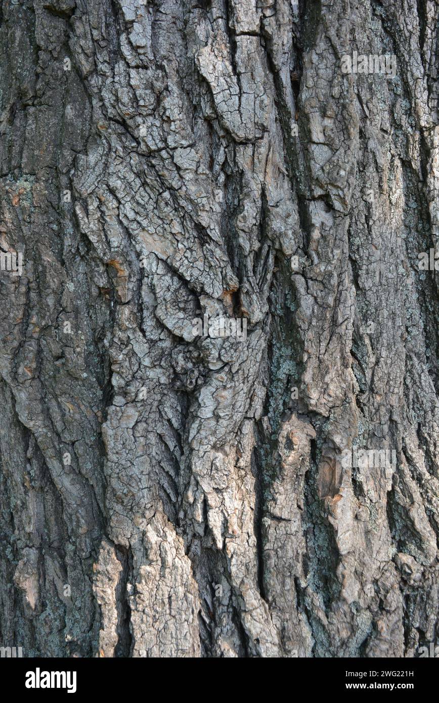 Wooden bark of old tree, wooden and deep background and splash Stock ...