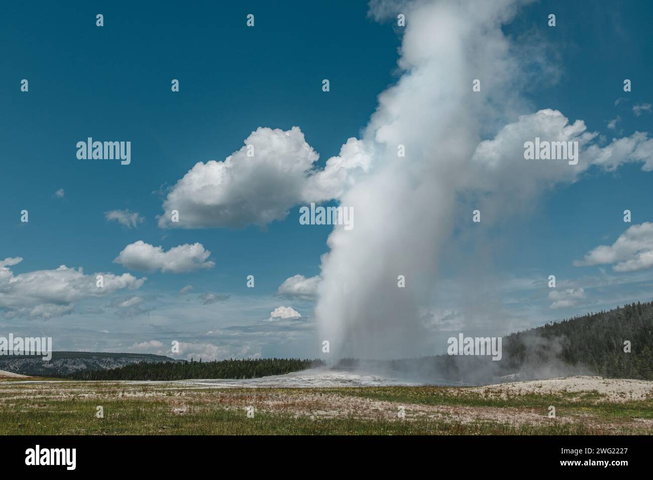 Old Faithful Geyser erupting during the day in Yellowstone National ...
