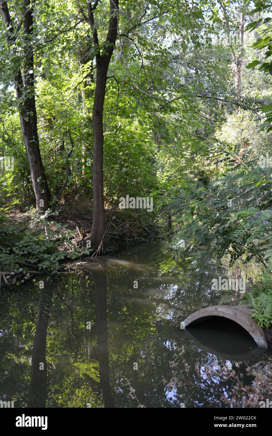The shore of a beautiful river with old wooden sticks from trees, roots ...