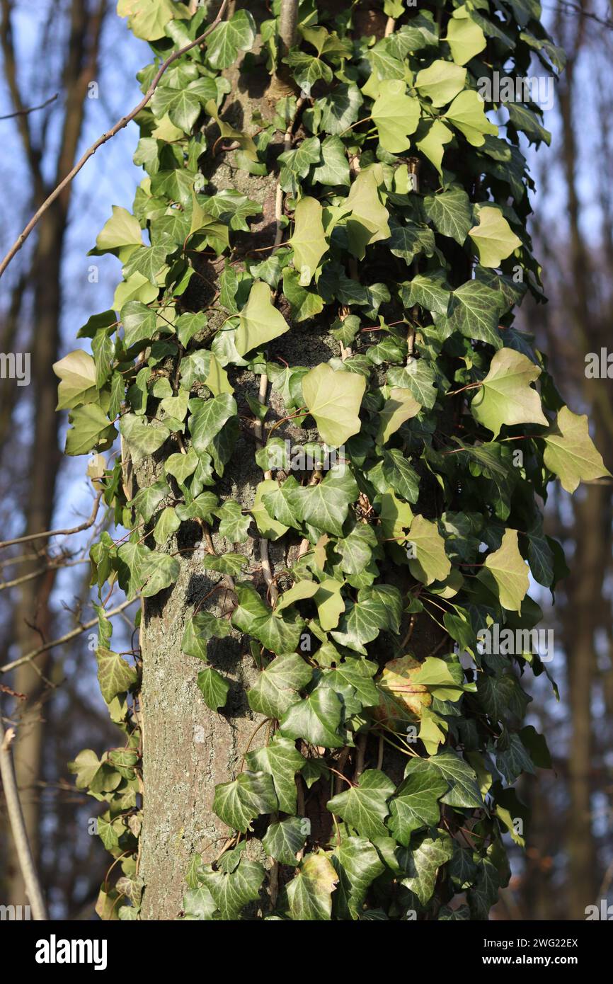 Ivy on the trunk hi-res stock photography and images - Alamy