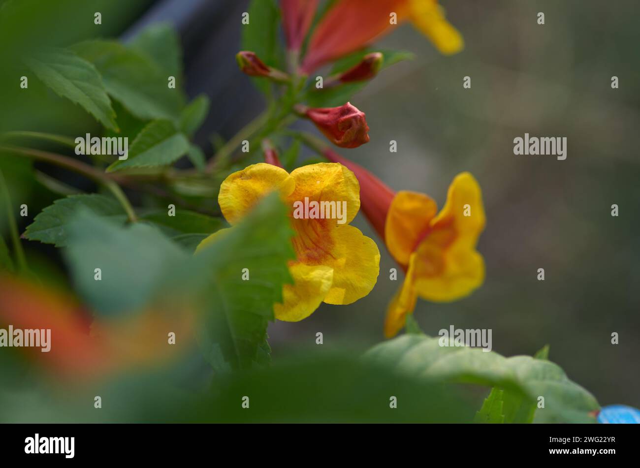 vivid color tropical flower Stock Photo - Alamy