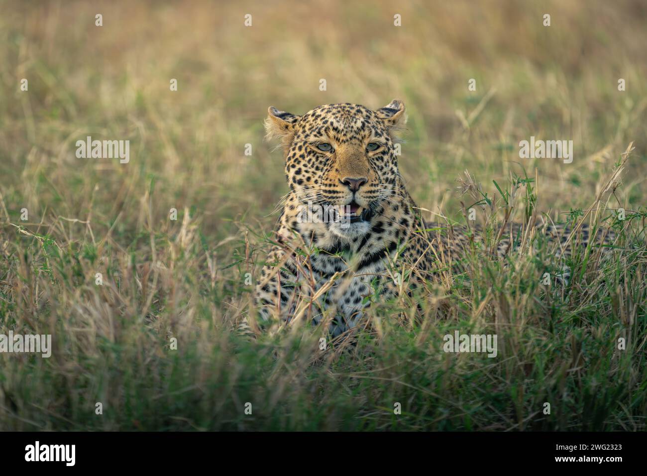 Leopard lies in grass hi-res stock photography and images - Alamy