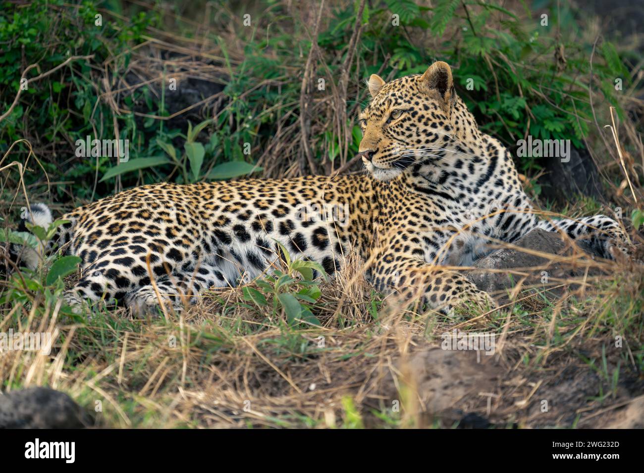 Leopard lies in grass hi-res stock photography and images - Alamy