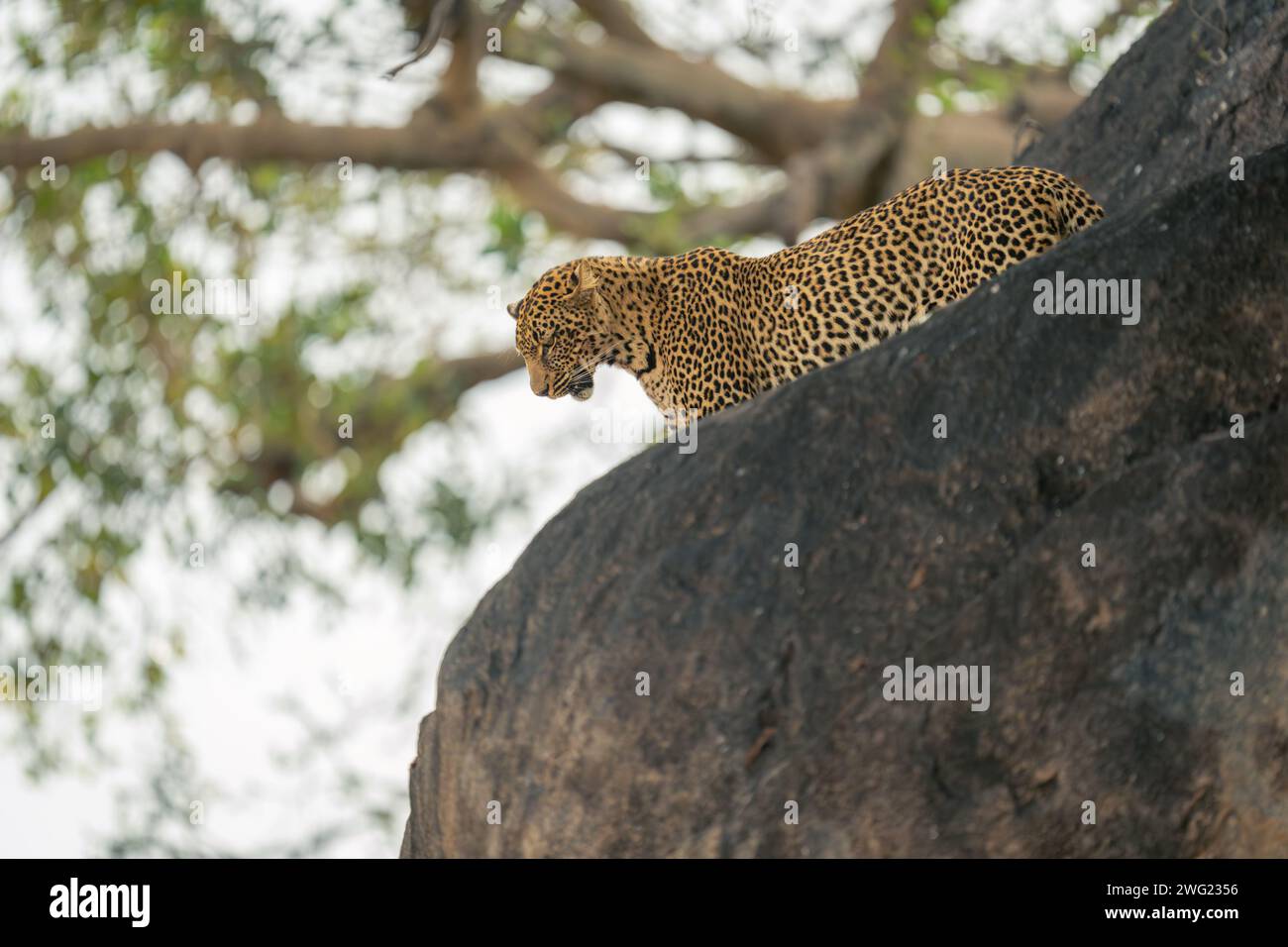 Leopard rock tanzania hi-res stock photography and images - Alamy