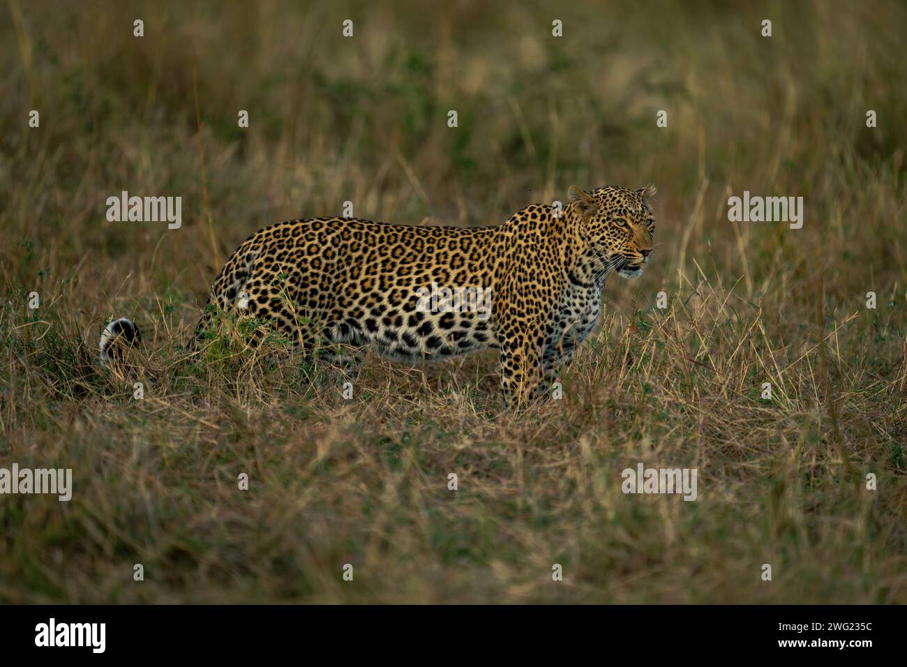 Female leopard stands staring in tall grass Stock Photo - Alamy