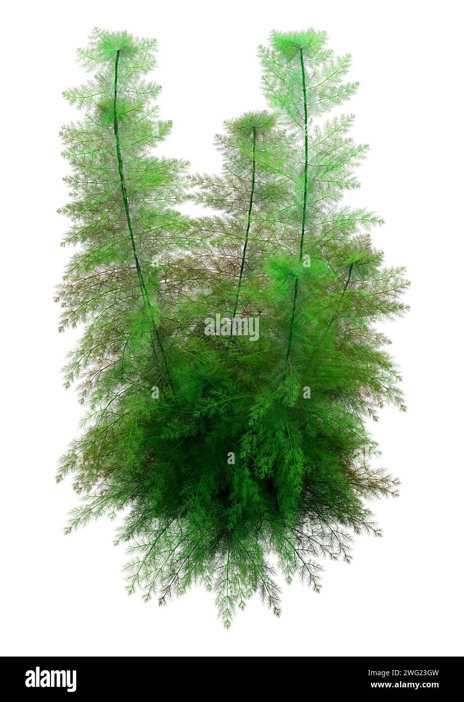 3D rendering of a fennel plant or Foeniculum vulgare isolated on white ...