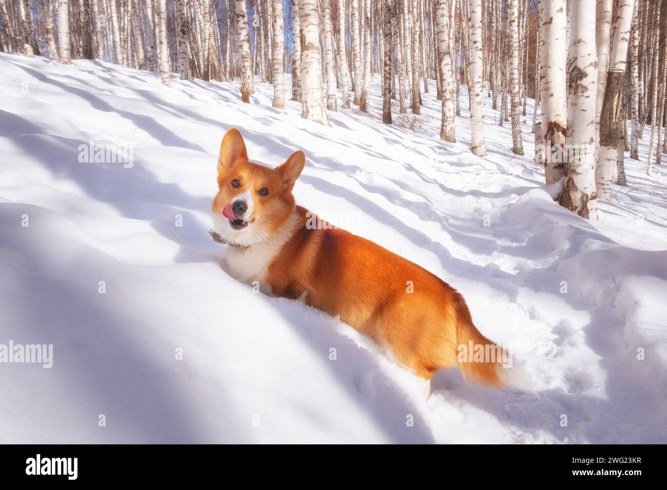 A happy red dog of the Pembroke Welsh Corgi breed walks on a winter ...
