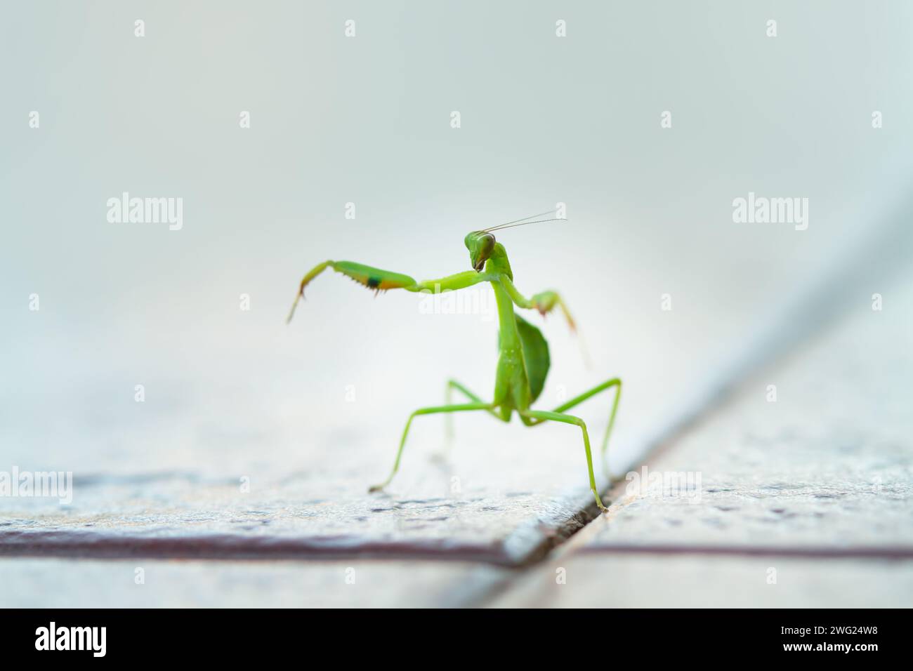Praying mantis standing with two legs raised Stock Photo - Alamy