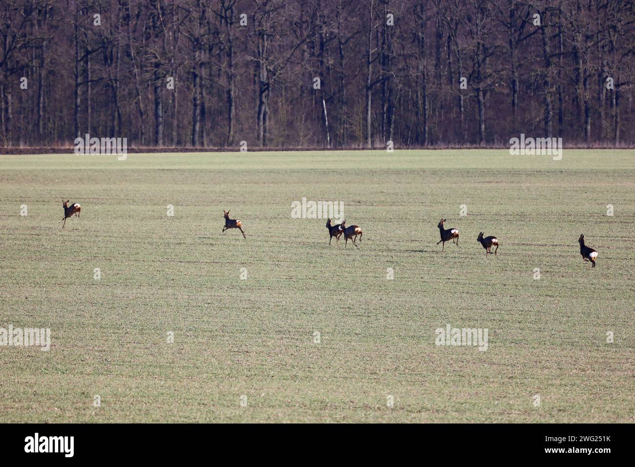A herd of roe deer running away from danger Stock Photo - Alamy