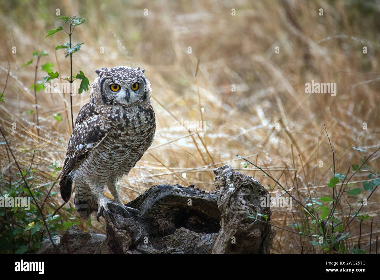 Spotted African Eagle Owl, Bubo africanus Stock Photo - Alamy