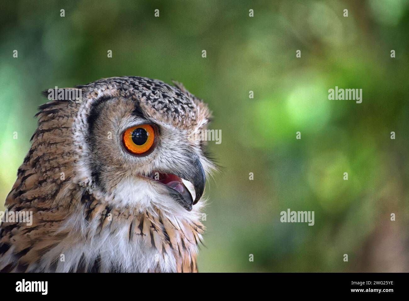 Indian eagle owlalso or bubo bengalensis hi-res stock photography and ...