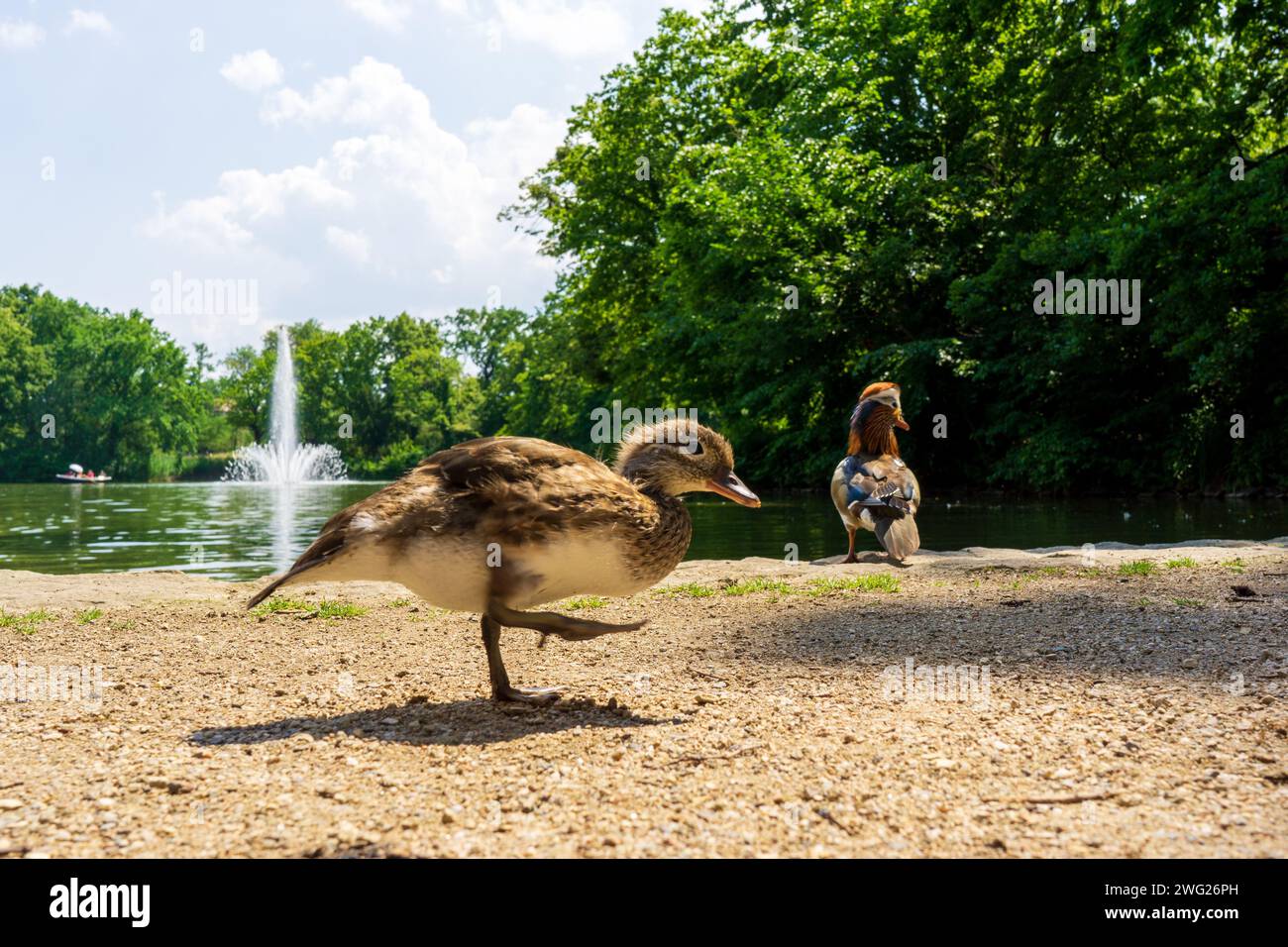 Baby Duck Dresden Great Garden Stock Photo - Alamy