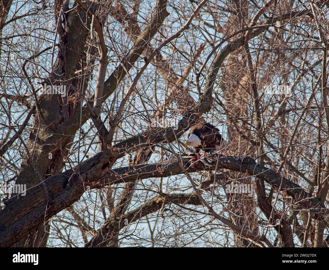 Bald Eagle migration through the Loess Bluffs National Wildlife Refuge ...