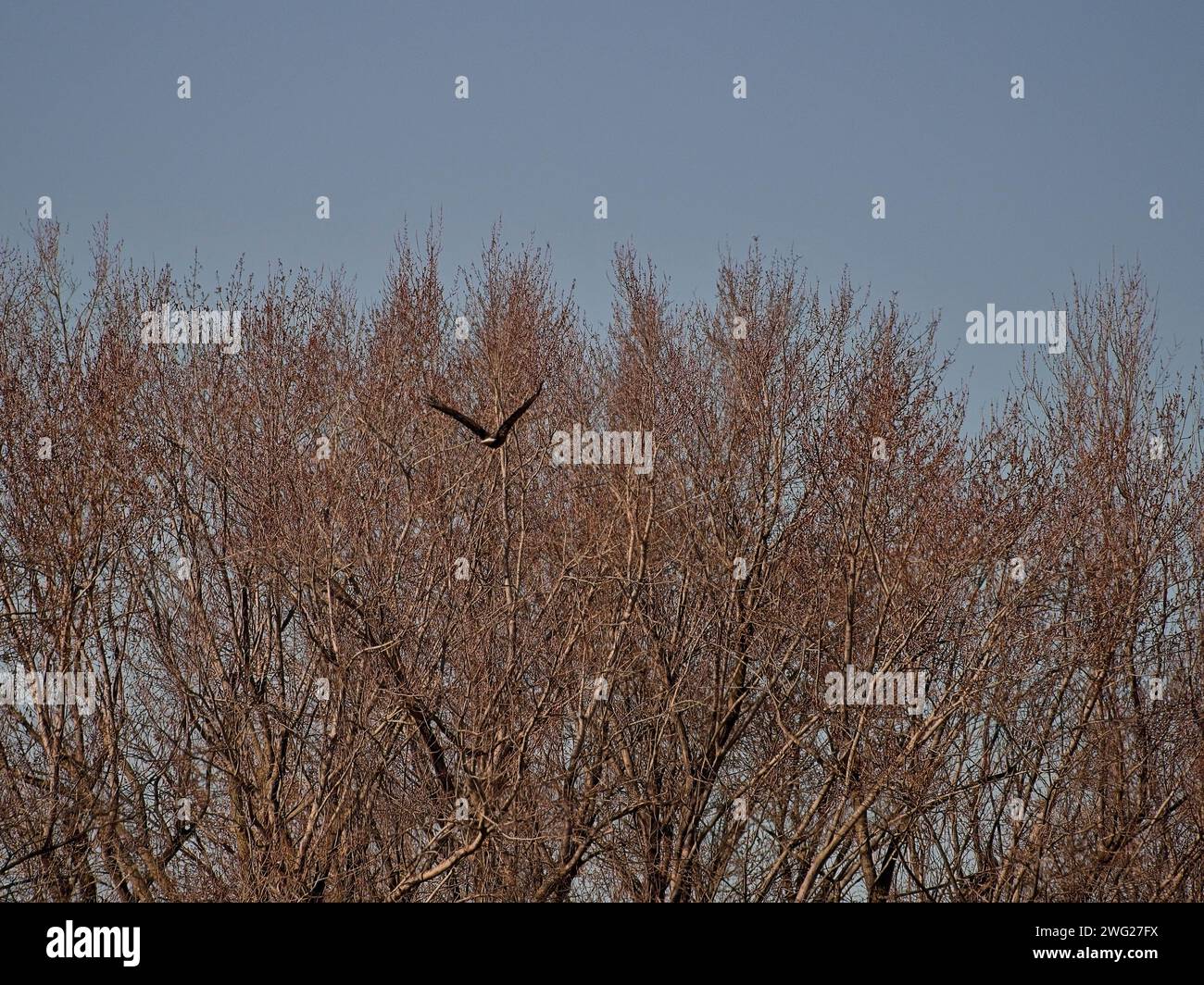 Bald Eagle migration through the Loess Bluffs National Wildlife Refuge ...