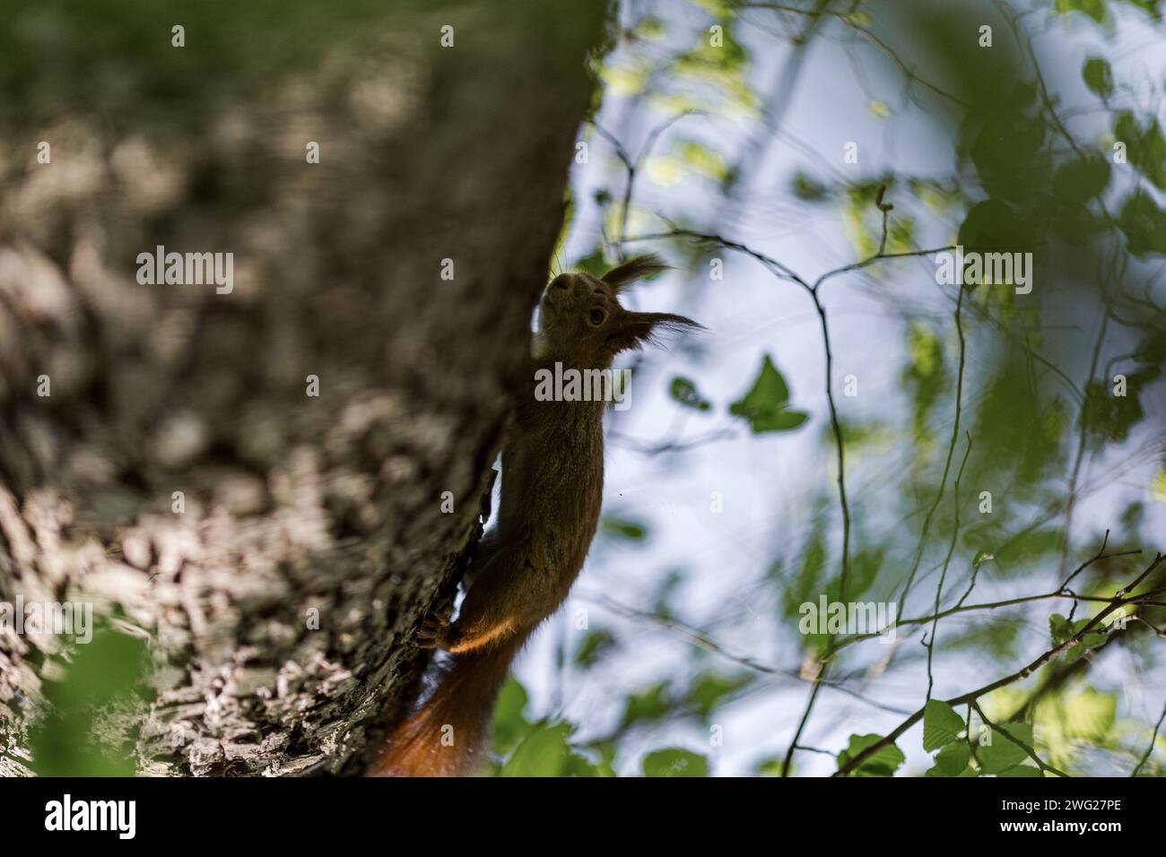 A squirrel in the tree in nature Stock Photo - Alamy