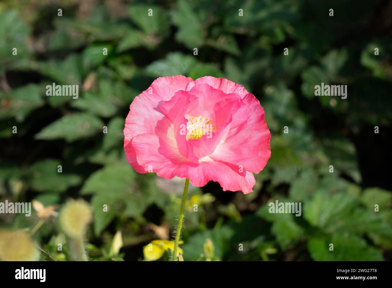 Papaver nudicaule (Iceland Poppy) is a boasting large, saucer-shaped ...