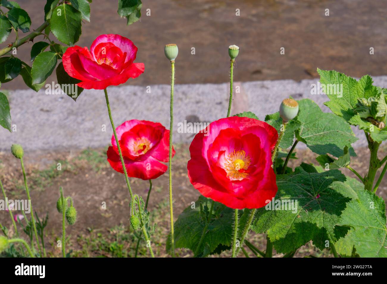 Saucer shaped flowers hi-res stock photography and images - Alamy