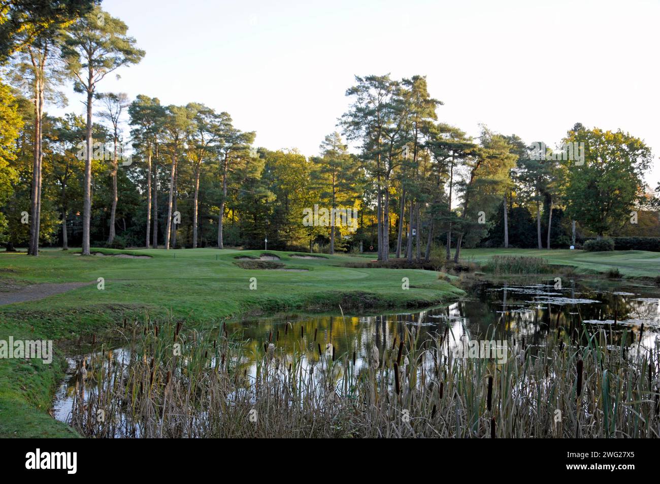 Early morning view over pond to 16th Green, Woking Golf Club; Woking ...