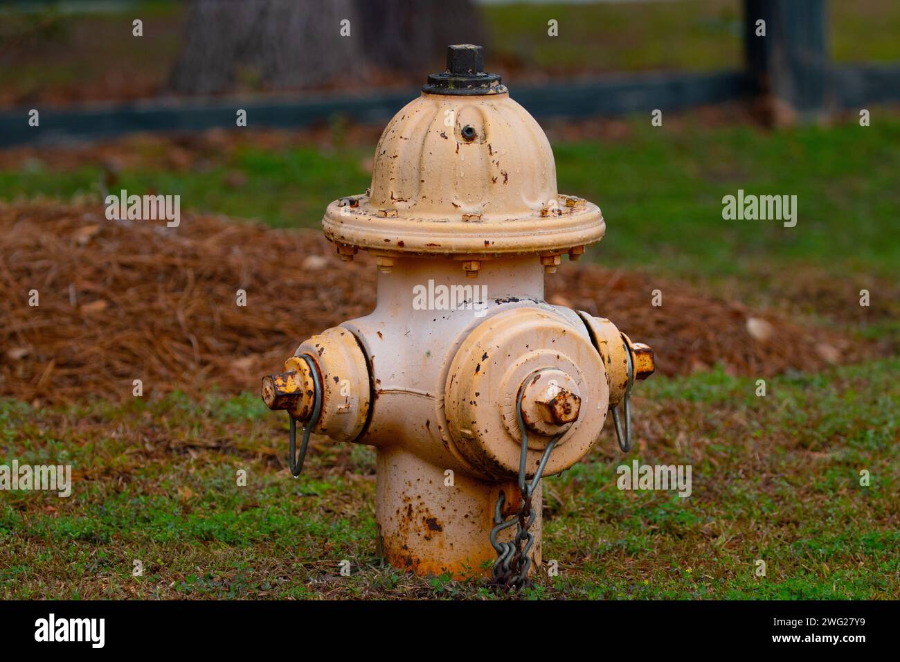 American yellow iron fire hydrant on a lawn in a park. No visible ...