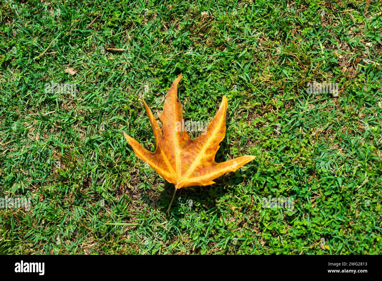 There is an orange maple leaf on the green grass. There are many Mughal ...