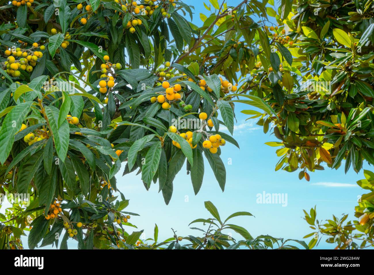 The tree is full of loquat fruit. The colors are orange, yellow and ...