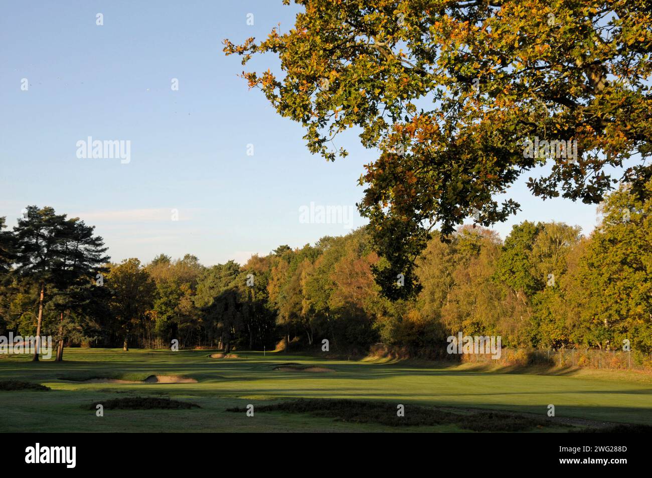 Early morning view from under Autumnal tree to 4th Hole with bunkers ...
