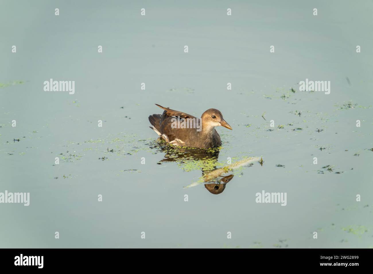 Coot duck swims on lake hi-res stock photography and images - Alamy