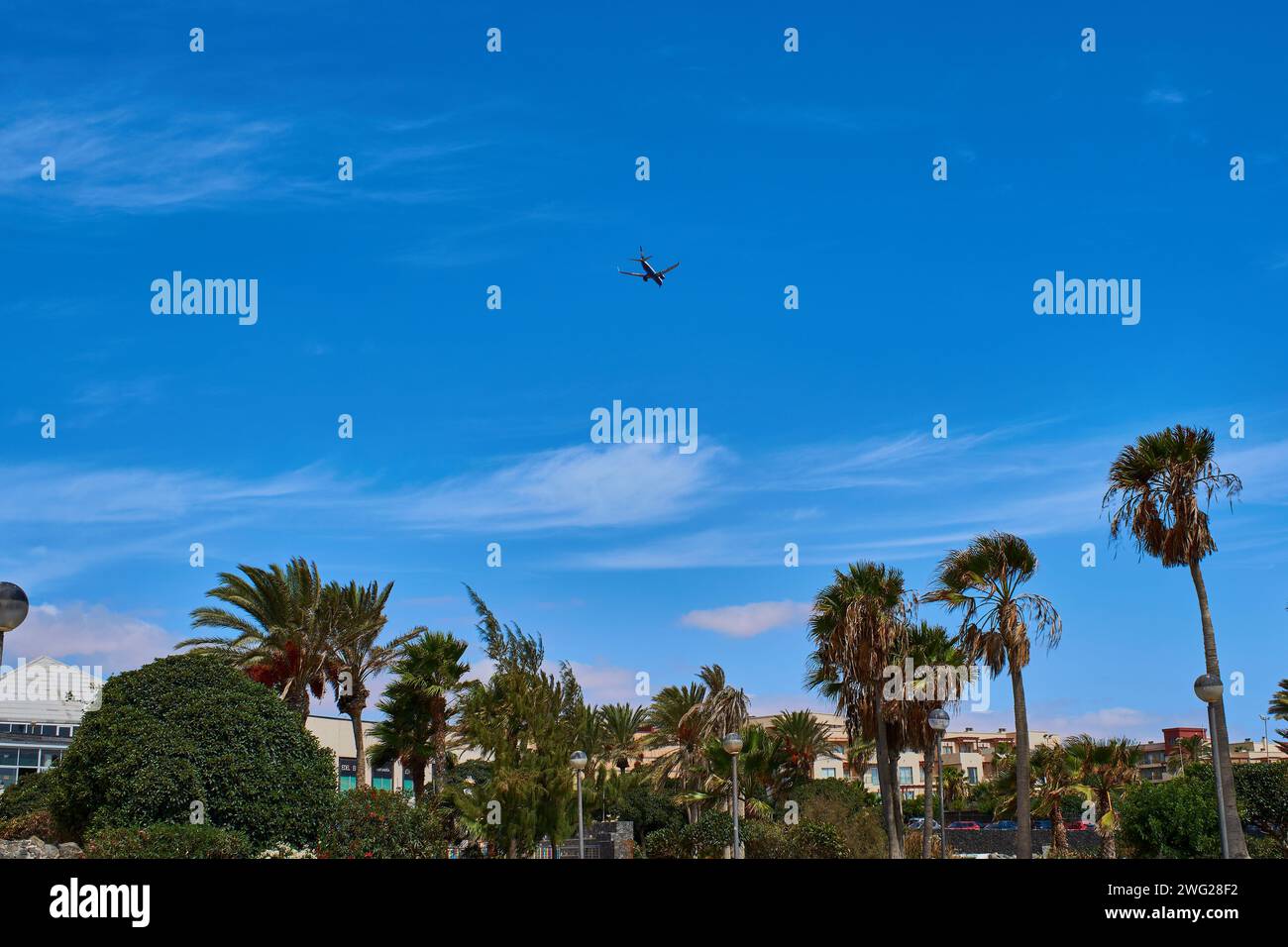 Airplane flight palm tree hi-res stock photography and images - Alamy