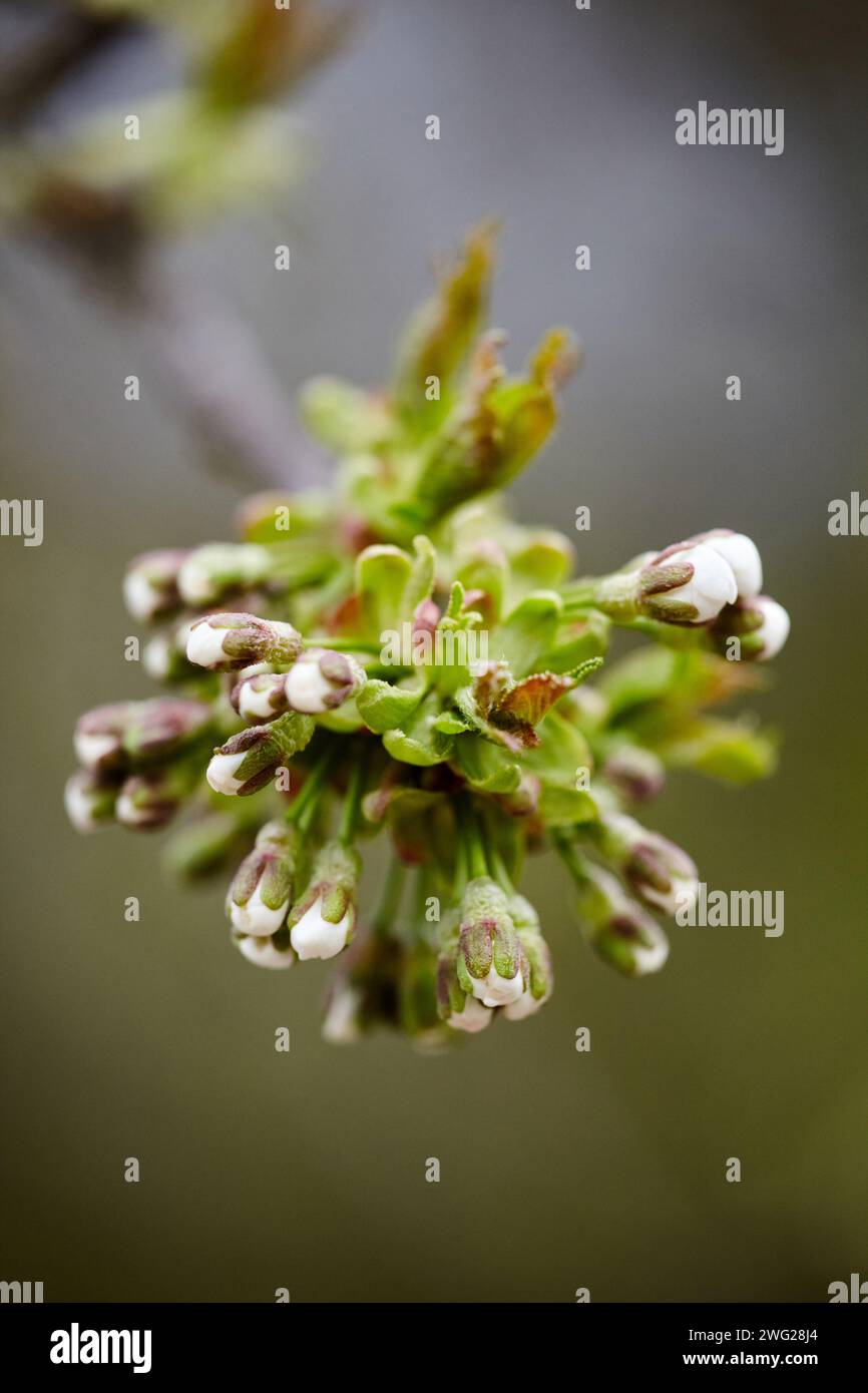The appearance of the first buds in inflorescences on cherry branches ...