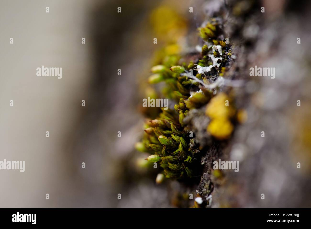 Textured lichen growing on bark of cherry tree covered with lichen and ...