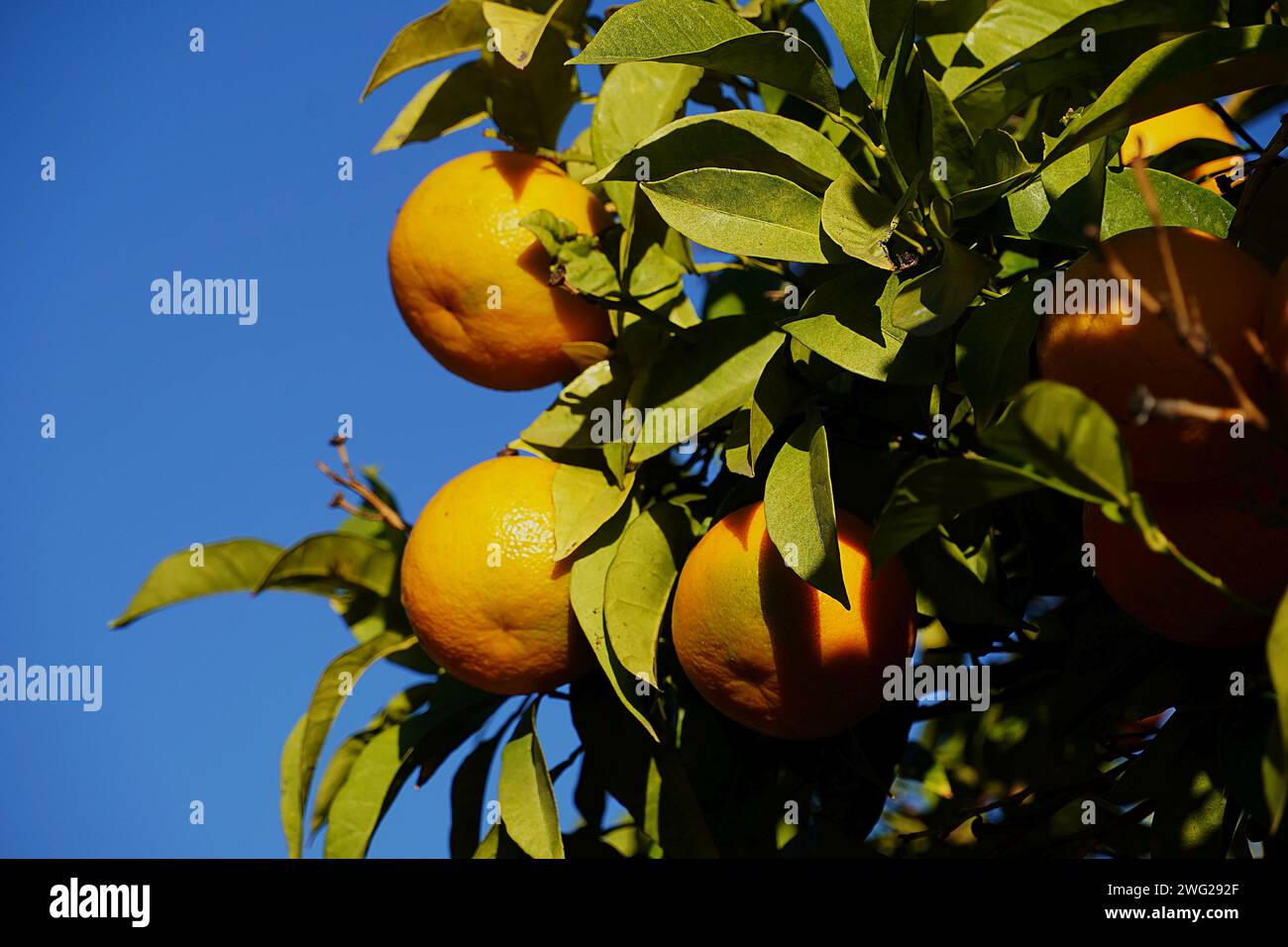 Orange fruit tree hi-res stock photography and images - Alamy
