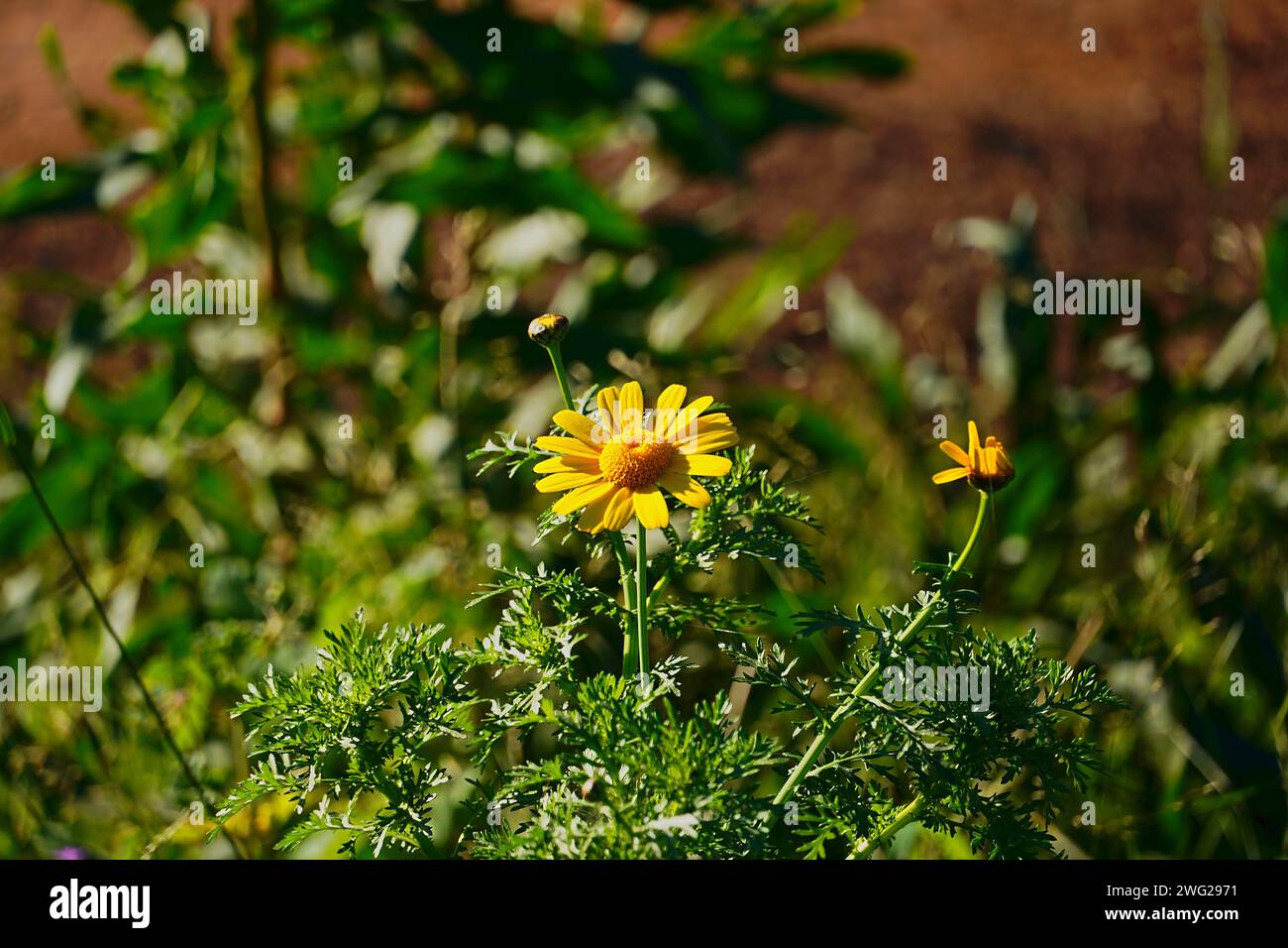 Yellow crown daisy flowers hi-res stock photography and images - Alamy