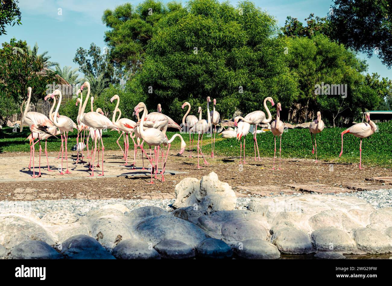 Flamingos at Al Areen Wildlife park, Bahrain Stock Photo - Alamy